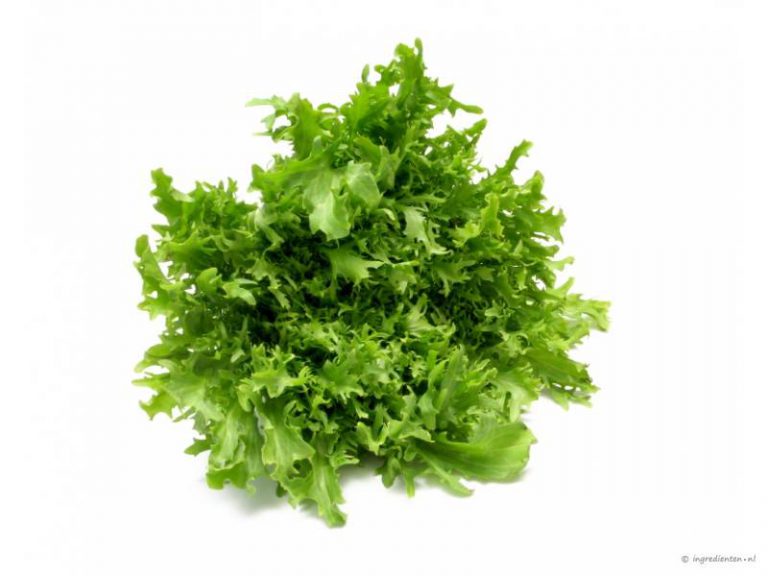 Andijvie bewaren - Bewaarwijzer