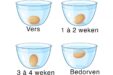 Houdbaarheid Eieren - Bewaarwijzer